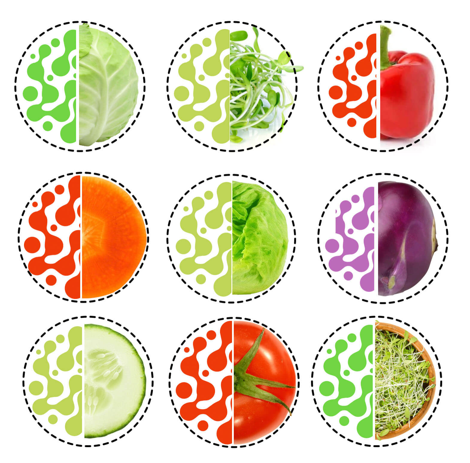 Home - Wonder Veggies